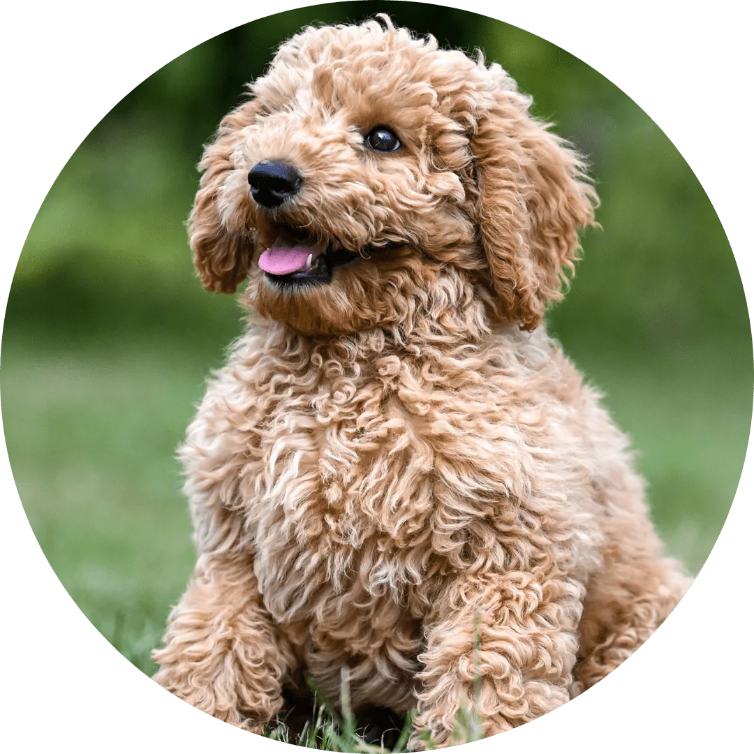 Ons over | Studio Limitless Diemen